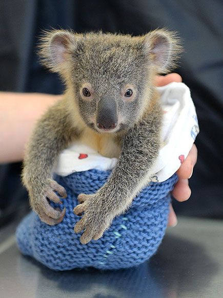 Baby Koala Won't Leave Mom's Side During Surgery -Too Precious! - Your ...