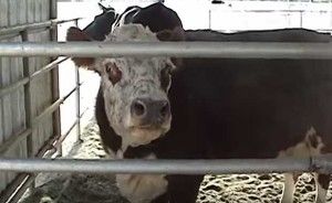 Mother Cow and Calf Reunite And Their Reaction Is Priceless - Your ...