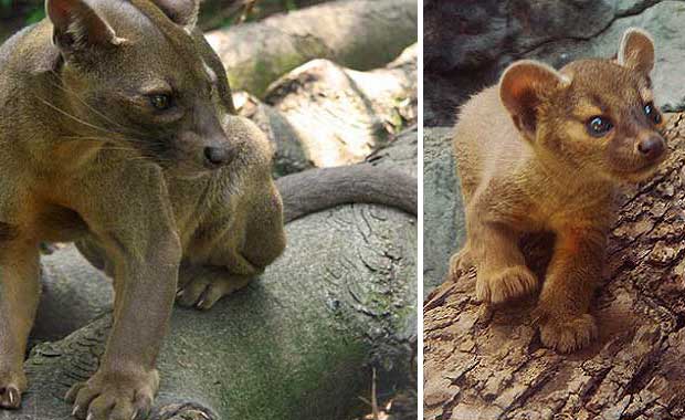 Strange Animals You Probably Didn’t Know Exist - Your Daily Dish