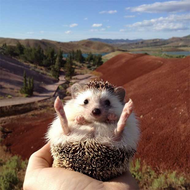 Meet Biddy, The Traveling Hedgehog Who Lived A Life Of Adventure - Your ...