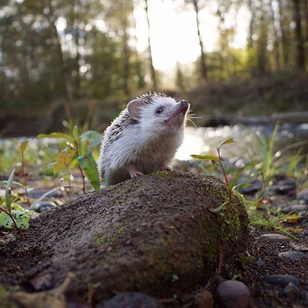 Meet Biddy, The Traveling Hedgehog Who Lived A Life Of Adventure - Your ...