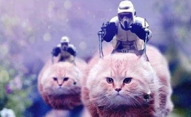 Belgians Fight Terror With Twitter Cat Meme - Your Daily Dish