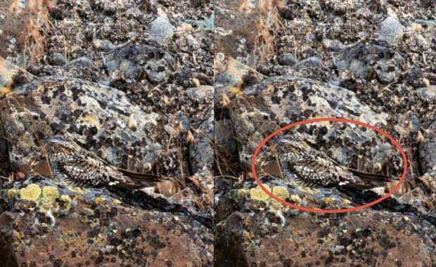 Can You Find These Camouflaged Animals Hiding in Plain Sight? - Your ...