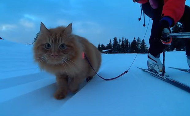 People Are Calling This the Most Adventurous Cat in the World - Your ...