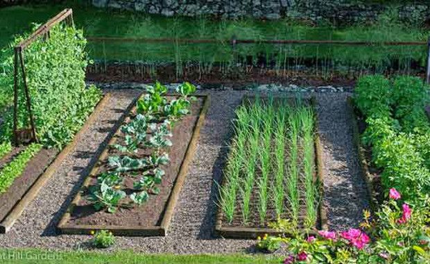 Beginner's Tips to Vegetable Gardening - Your Daily Dish
