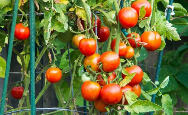 Beginner's Tips to Vegetable Gardening - Your Daily Dish
