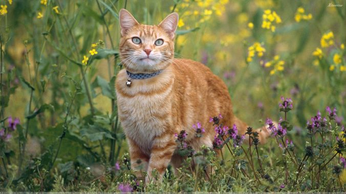 How and Why to Build a Cat Garden - Your Daily Dish