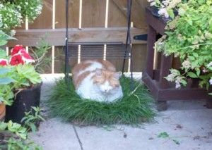 How and Why to Build a Cat Garden - Your Daily Dish