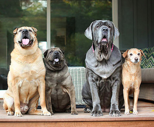 This Couple Couldn't Decide Which Dogs to Save at a Run Down Shelter ...