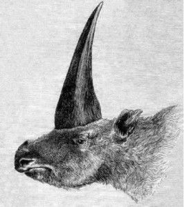 Newly Discovered Fossil Shows Unicorns Were Real - Your Daily Dish