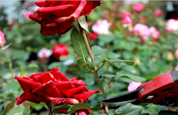 The Guide to Deadheading Your Flowers & Keeping a Healthy Garden - Your ...