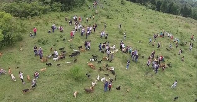 Heaven Is Real Inside This Costa Rican Dog Sanctuary - Your Daily Dish