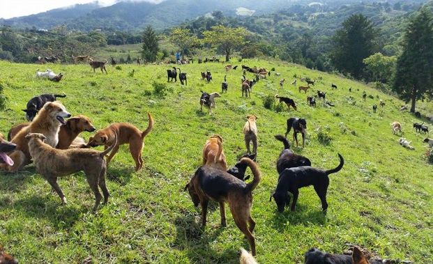Heaven Is Real Inside This Costa Rican Dog Sanctuary - Your Daily Dish