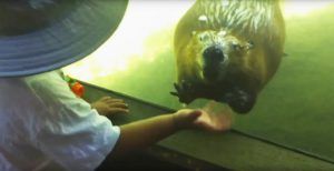Say ‘Hello’ to the Beaver Who Greets You Right Back! - Its The Vibe