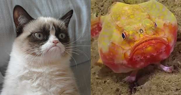 Grumpy Cat's Derpy Fish Cousin Has Legs to 'Walk' the Ocean Floor ...