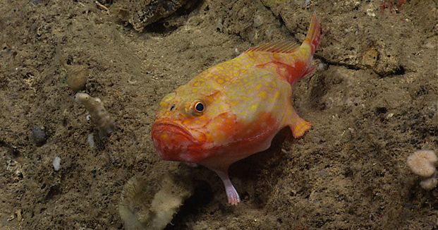 Grumpy Cat's Derpy Fish Cousin Has Legs to 'Walk' the Ocean Floor ...