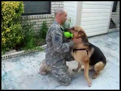 Pup Retrieving Toy Comes Back To Discover Soldier Dad Home From War ...
