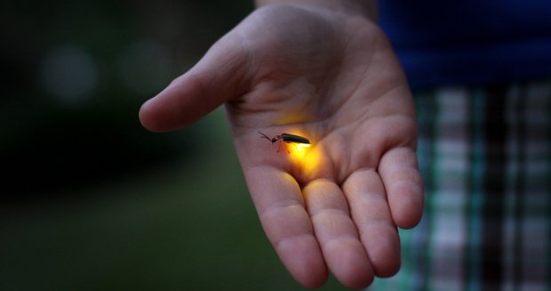 Here's How To Attract Fireflies To Your Backyard - Its The Vibe