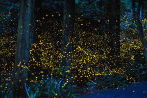 Here's How To Attract Fireflies To Your Backyard - Its The Vibe