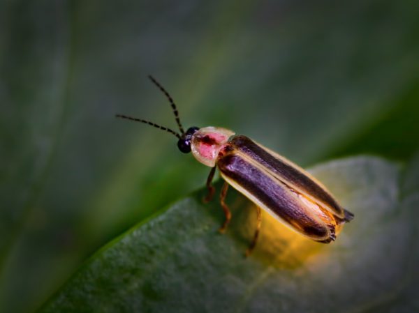 Here's How To Attract Fireflies To Your Backyard - Its The Vibe