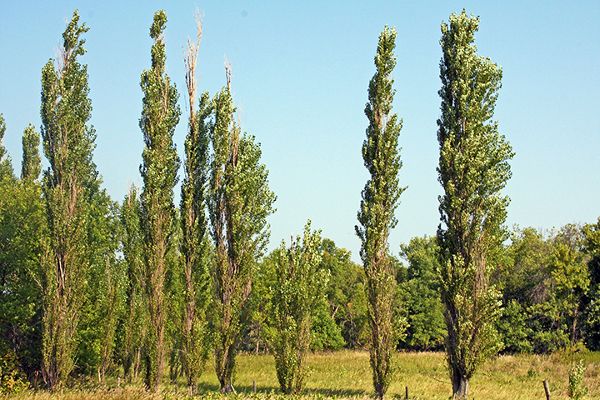 10 Trees You Should Never Plant in Your Yard - Your Daily Dish