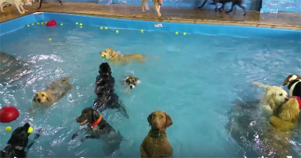 Meet Beya, the Most Socially Awkward Dog Caught at Any Pool Party ...