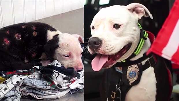 Puppy Nearly Killed in Fire Becomes Firefighter - Your Daily Dish