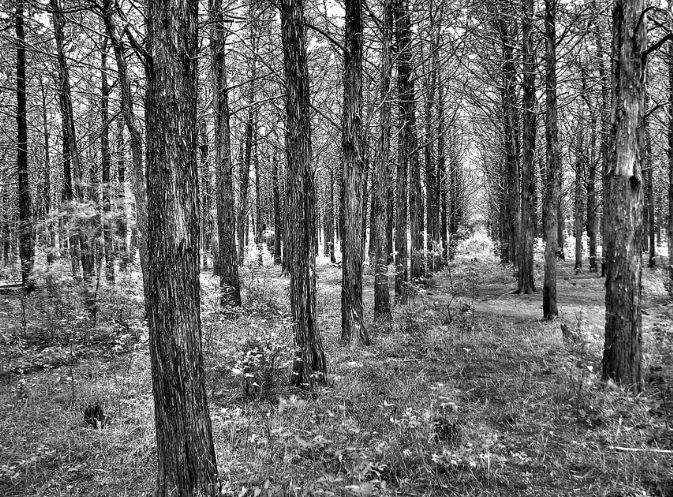 The Parallel Forest In Oklahoma Is Seriously Creepy And Might Just Be ...