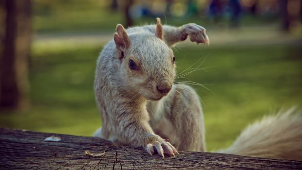 Brown Squirrel In Action Spurs Best Photoshop Battle Youll Ever See
