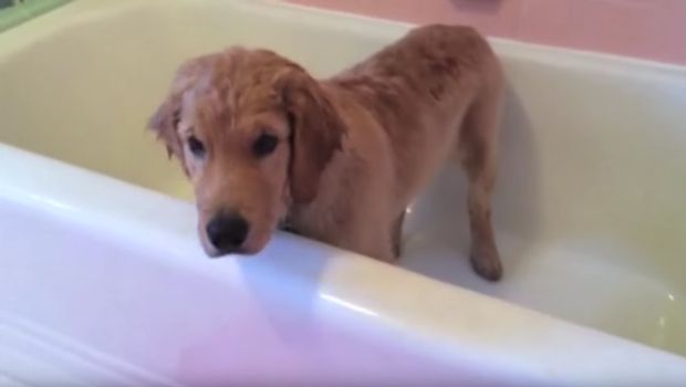 Golden Retriever Puppy Loves Baths so Much He Even Draws Them for ...