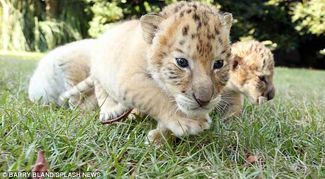 White Liger Cubs: White Lion, White Tiger Give Birth to First of Their Kind