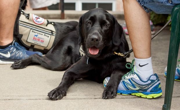 'America's VetDogs' Graduate Sets Sights on 2018 Paralympics - Your ...