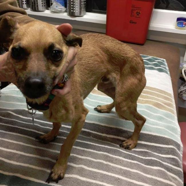 Anna Faris pays 5k fine for mistreatment of dog - Its The Vibe