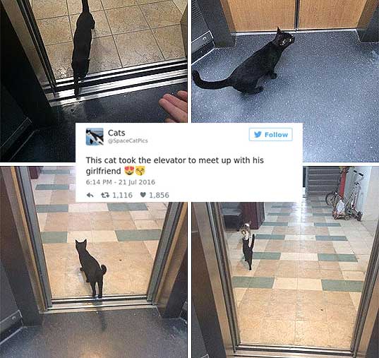 Cat Twitter Is Just the Thing to Brighten This or Any Day