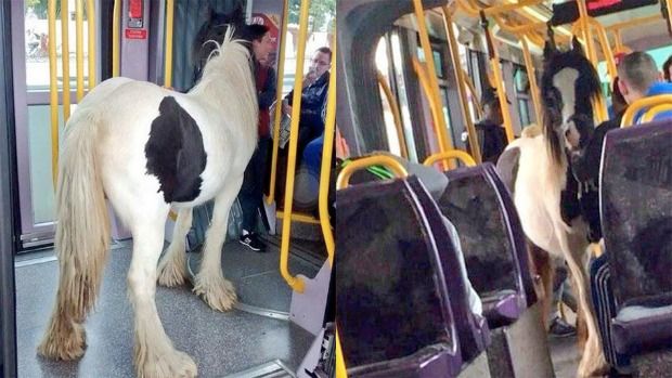 Simon Crowcroft Captures Horse Boarding a Bus in London