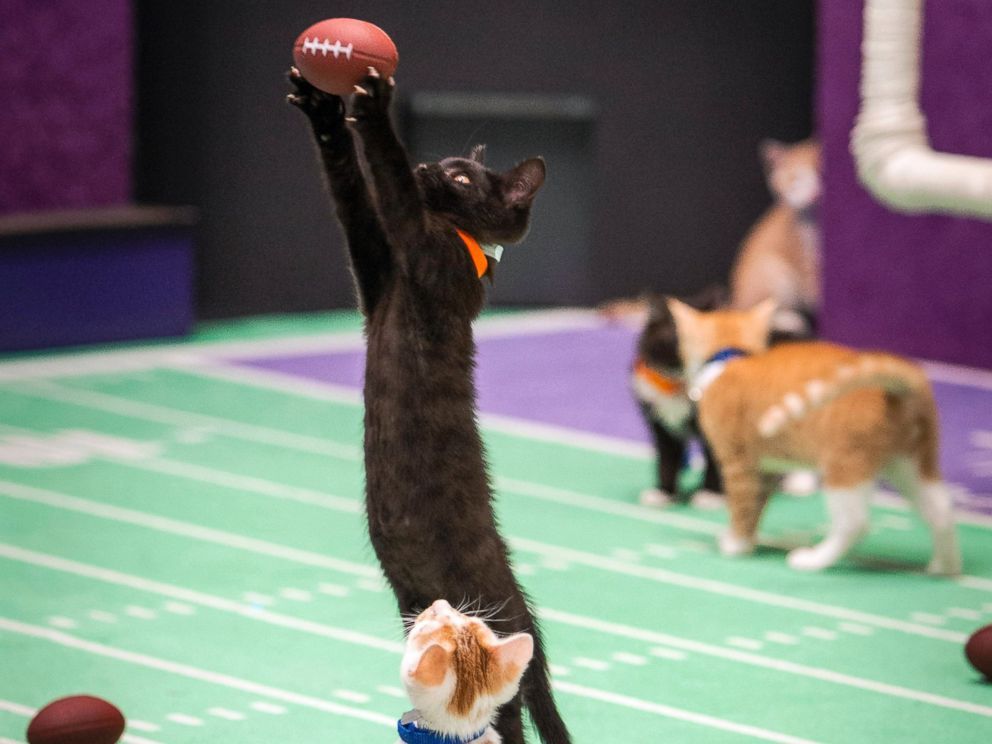 Animals Playing Football Is What You Need to See Before Super Bowl Sunday