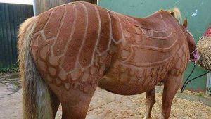 Beautiful Horse Haircuts Created by Skilled Groomer Jillian Scott