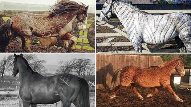 Beautiful Horse Haircuts Created by Skilled Groomer Jillian Scott