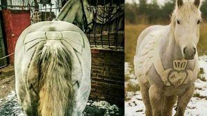 Beautiful Horse Haircuts Created by Skilled Groomer Jillian Scott