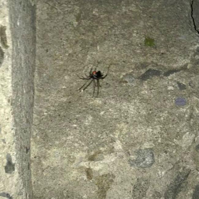 Ruby Rose's house invaded by venomous spiders - Its The Vibe