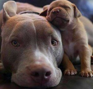 17 Adorable Times a Little Looked Exactly Like Its Big