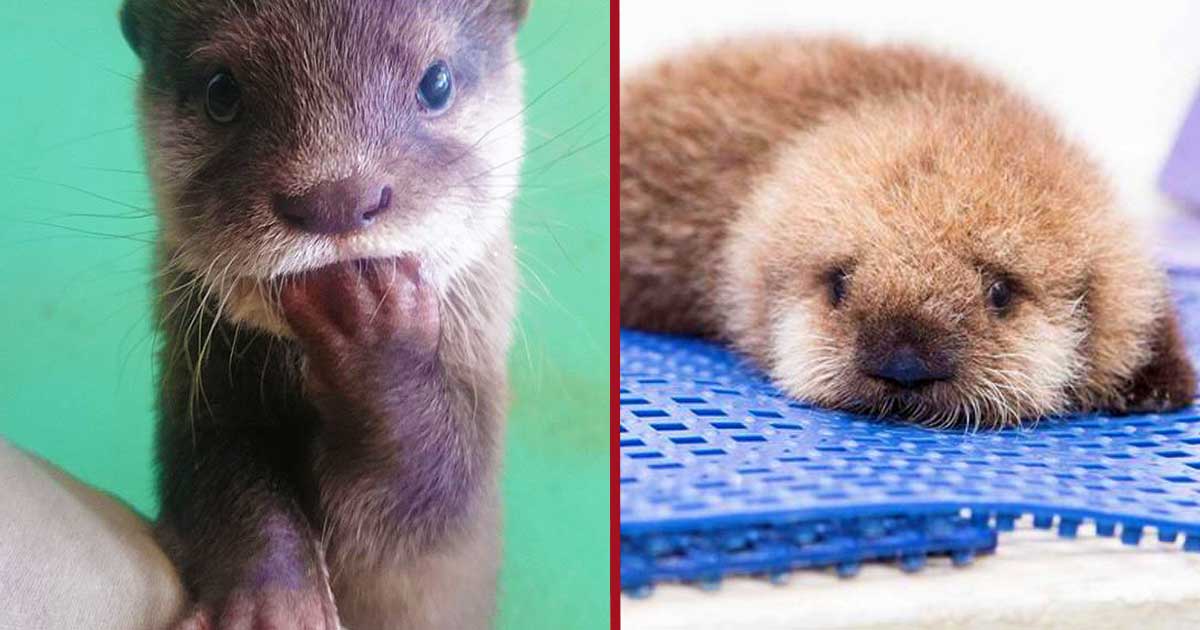Baby Otters Are Here to Brighten Your Day, And There's a Lot of Them