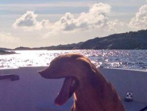 Panorama Dog Photos Guaranteed To Freak You Out