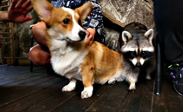Raccoon Cafe in Seoul, South Korea Offers Coffee With Outdoor Critters