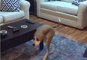 Panorama Dog Photos Guaranteed To Freak You Out