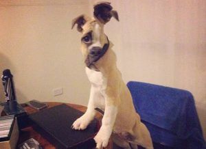 Panorama Dog Photos Guaranteed To Freak You Out