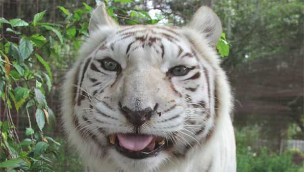 These Silly Big Cats Were Caught on Camera