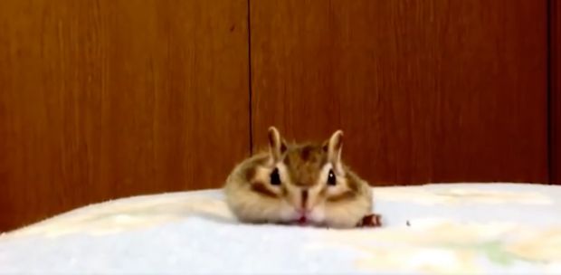 Rescue Chipmunk's Reaction to New Sheets Has the Internet in Stitches