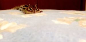 Rescue Chipmunk's Reaction to New Sheets Has the Internet in Stitches