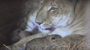 First Male LiLigers Litter Is Welcomed at Oklahoma Zoo